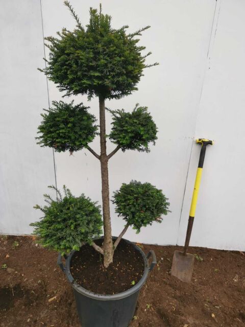 Eibe Pompon - Taxus baccata 140 cm Topf - pflanzenabholen.de
